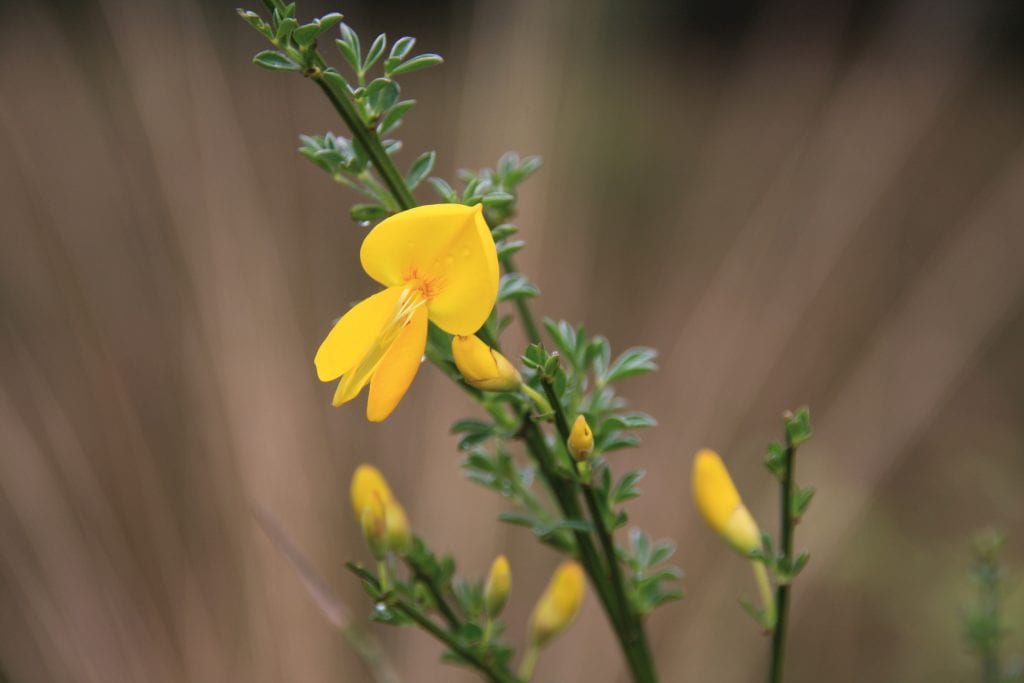 Rituele plantentuin: Brem - Natuurbegraafplaats Hillig Meer