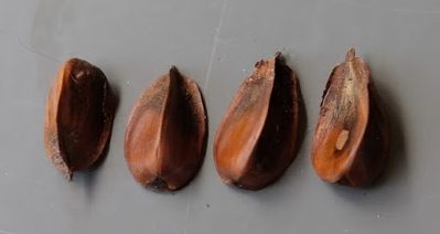 Wonderen zijn dichterbij dan je denkt... - Natuurbegraafplaats Hillig Meer