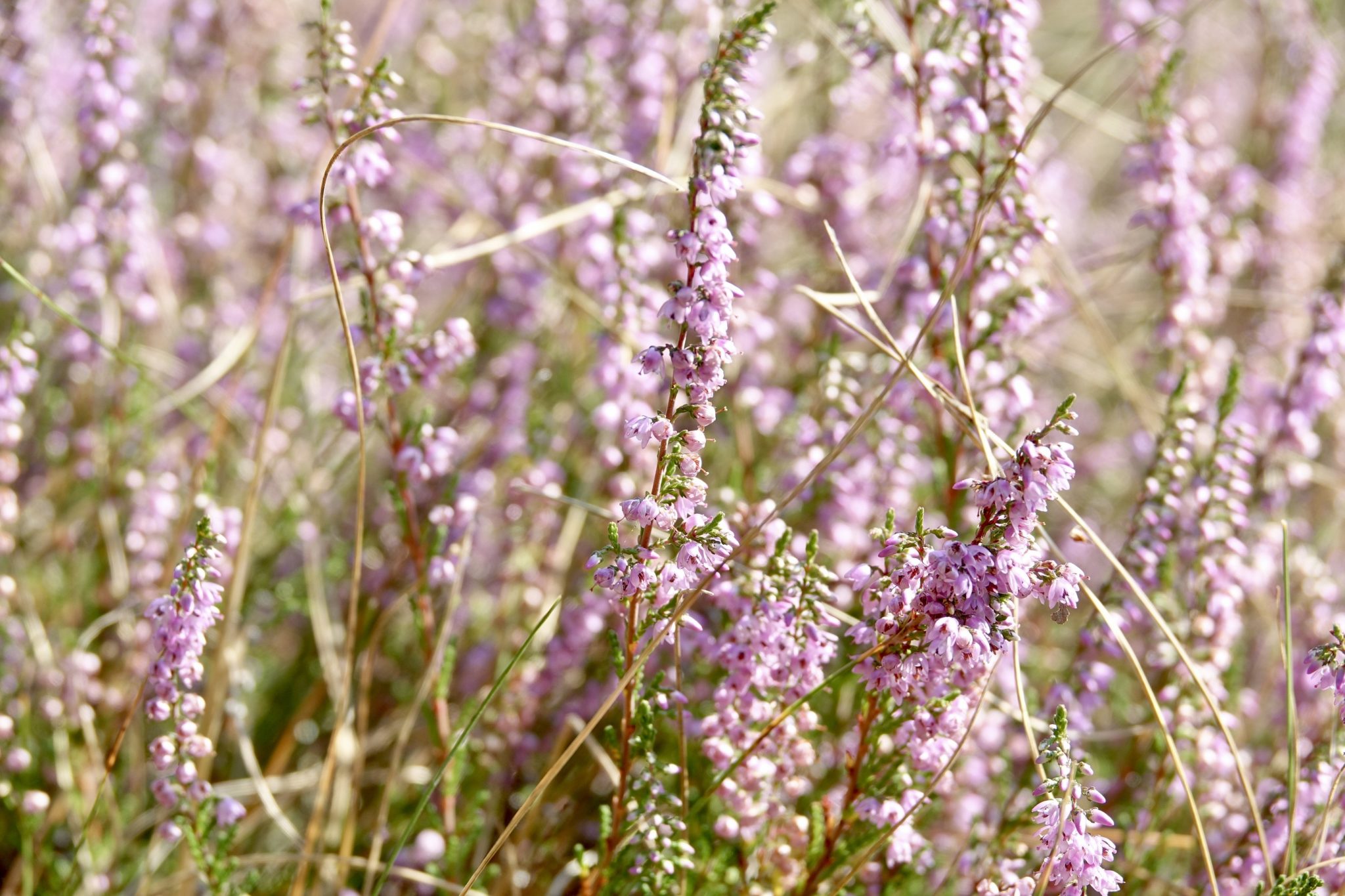 Heide van landgoed Heidehof - Natuurbegraafplaats Hillig Meer